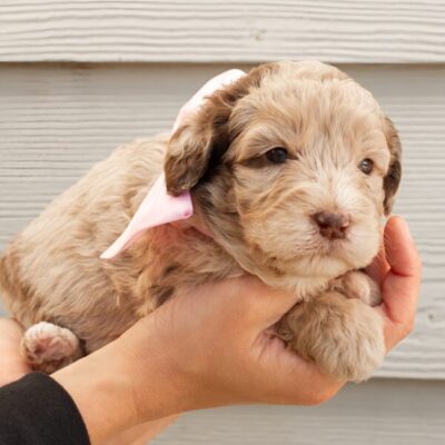 Available Puppies - Dreamydoodles.com