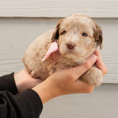 Available Puppies - Dreamydoodles.com
